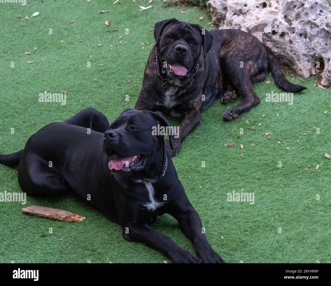 Playing cane corso hi-res stock photography and images - Alamy