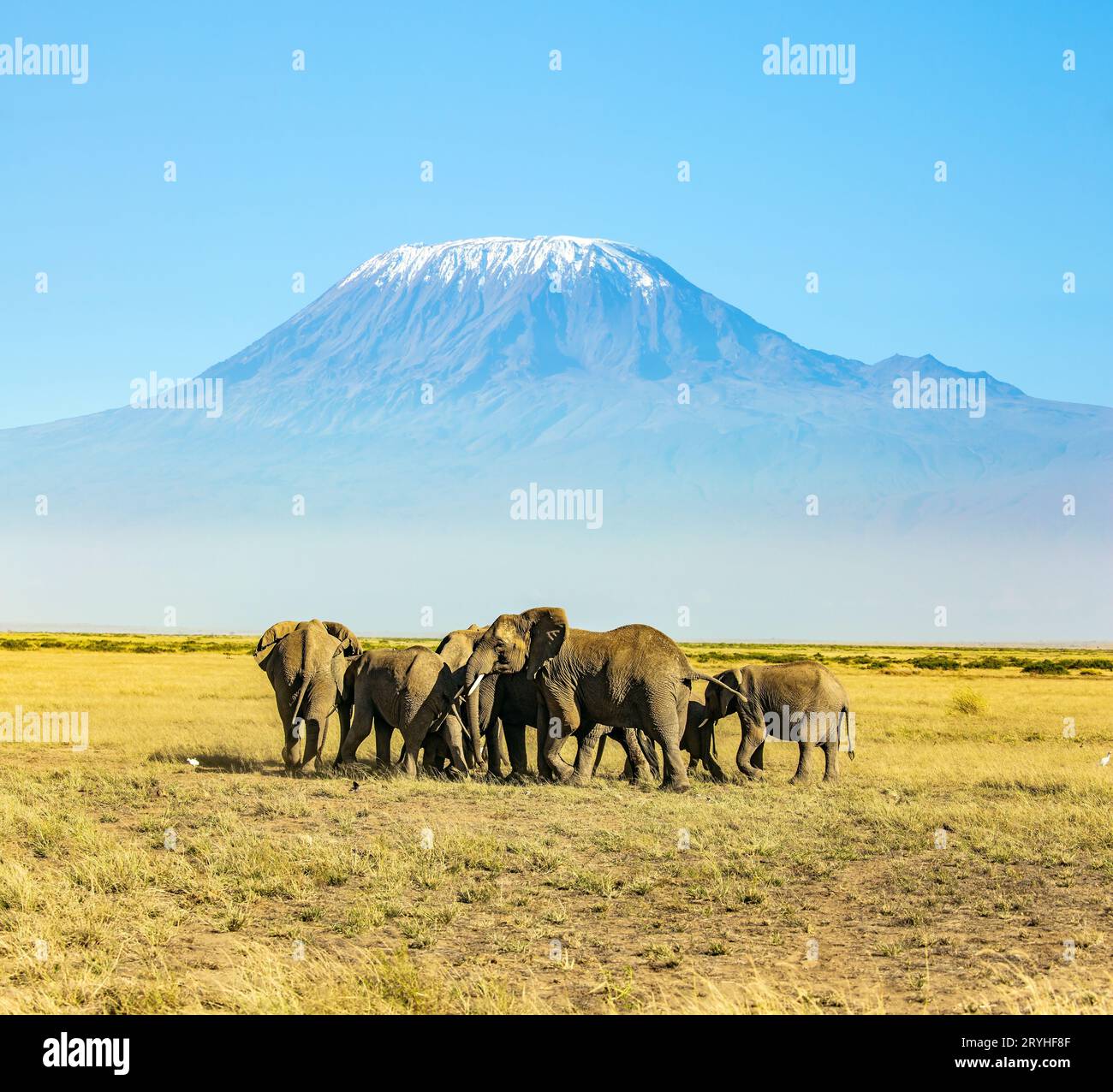 Wild animals are freely available Stock Photo - Alamy