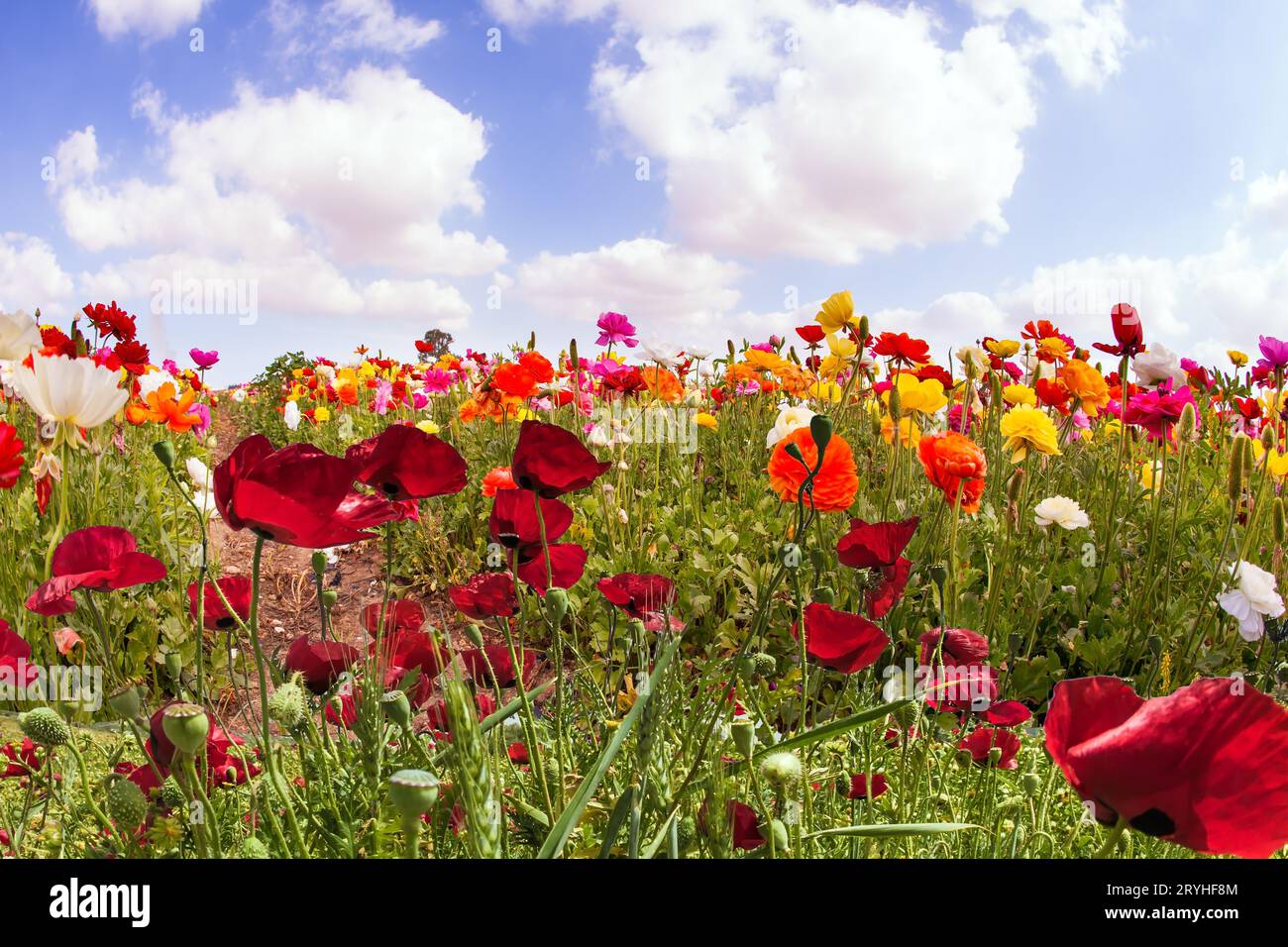 Ranunculus bloom hi-res stock photography and images - Alamy