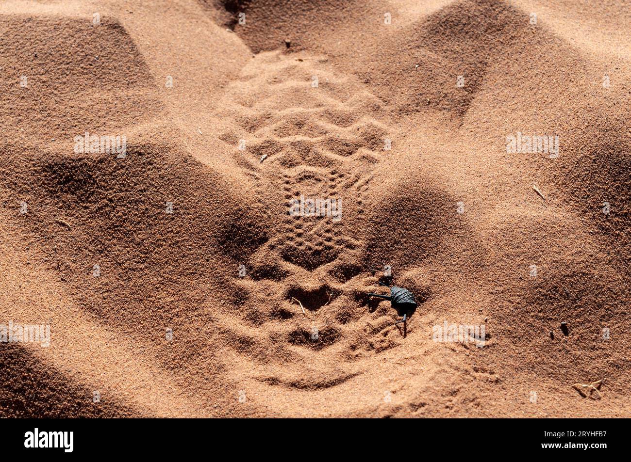 The beetle skorobey (Scarabaeus sacer) in the Namib desert, Sossusvlei ...