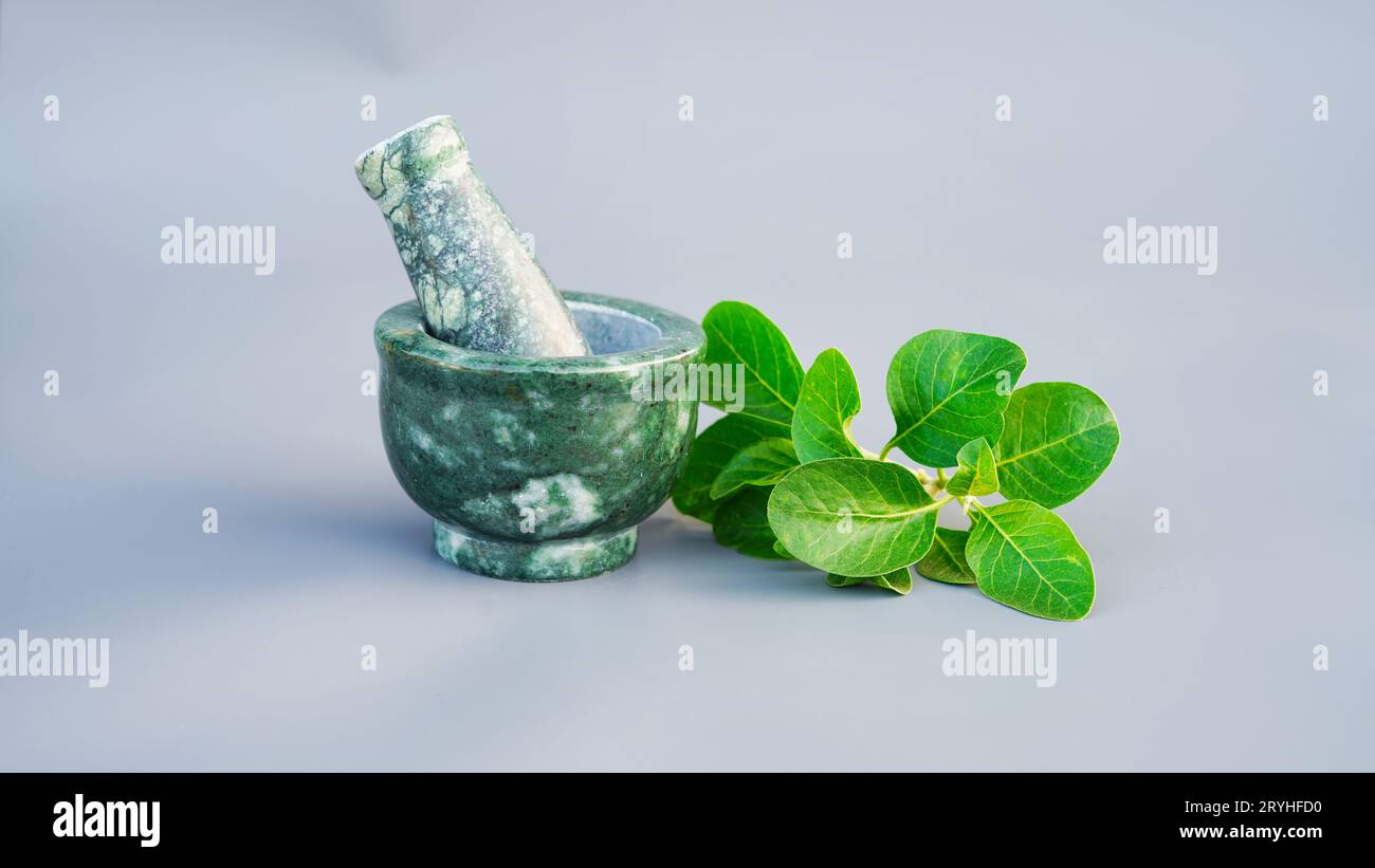 Ashwagandha Medicinal Herb in a Grinding Bowl with Fresh Green Leaves ...