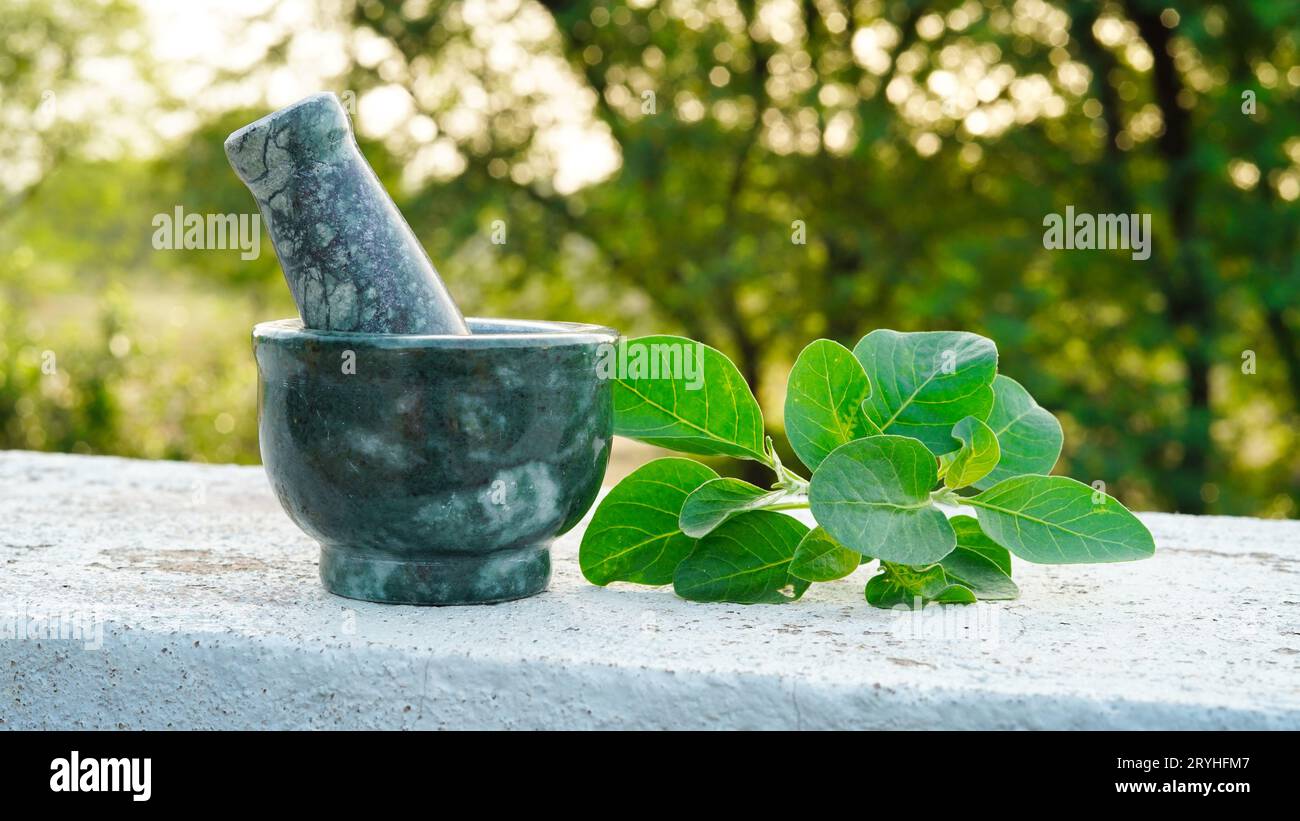 Ashwagandha Medicinal Herb in a Grinding Bowl with Fresh Green Leaves ...