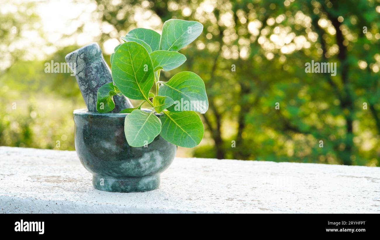 Ashwagandha Medicinal Herb in a Grinding Bowl with Fresh Green Leaves ...