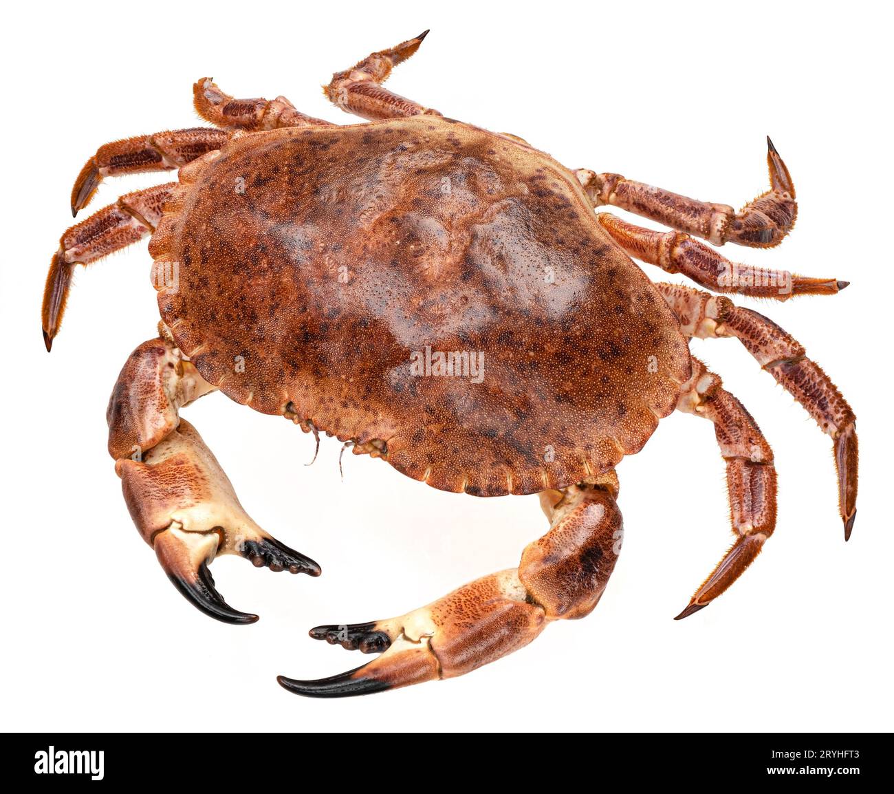 Crab isolated on white background, top view Stock Photo - Alamy