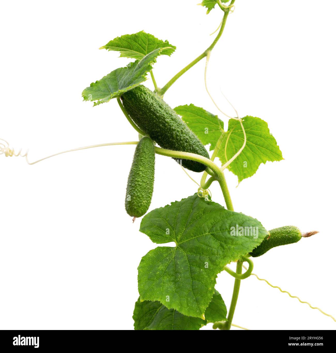 Cucumber plant. Cucumber with leafs isolated on white background ...