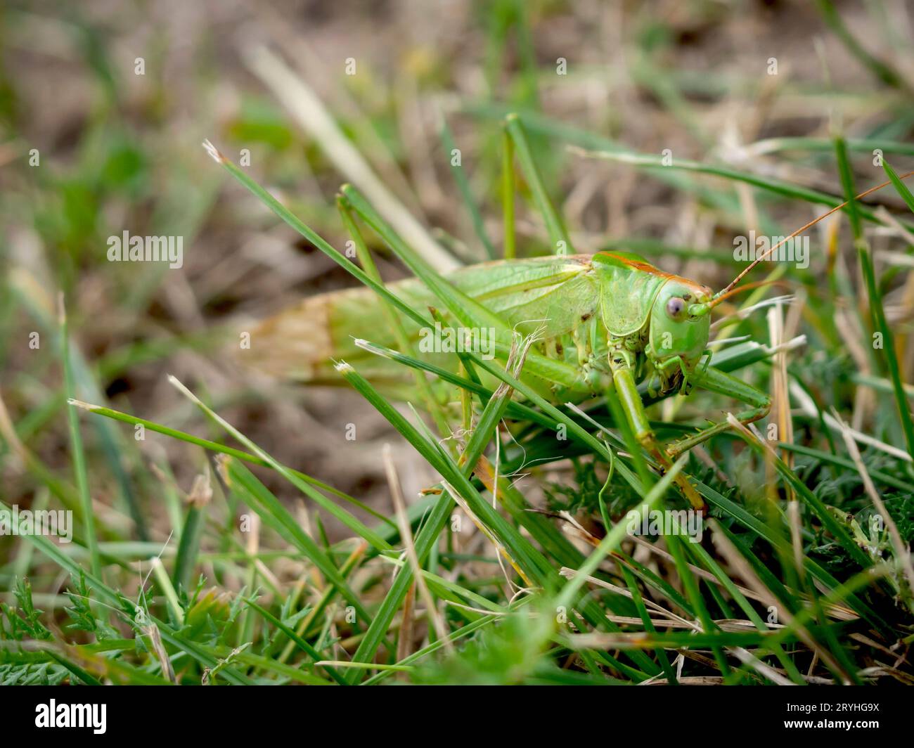 Hidden jump hi-res stock photography and images - Alamy