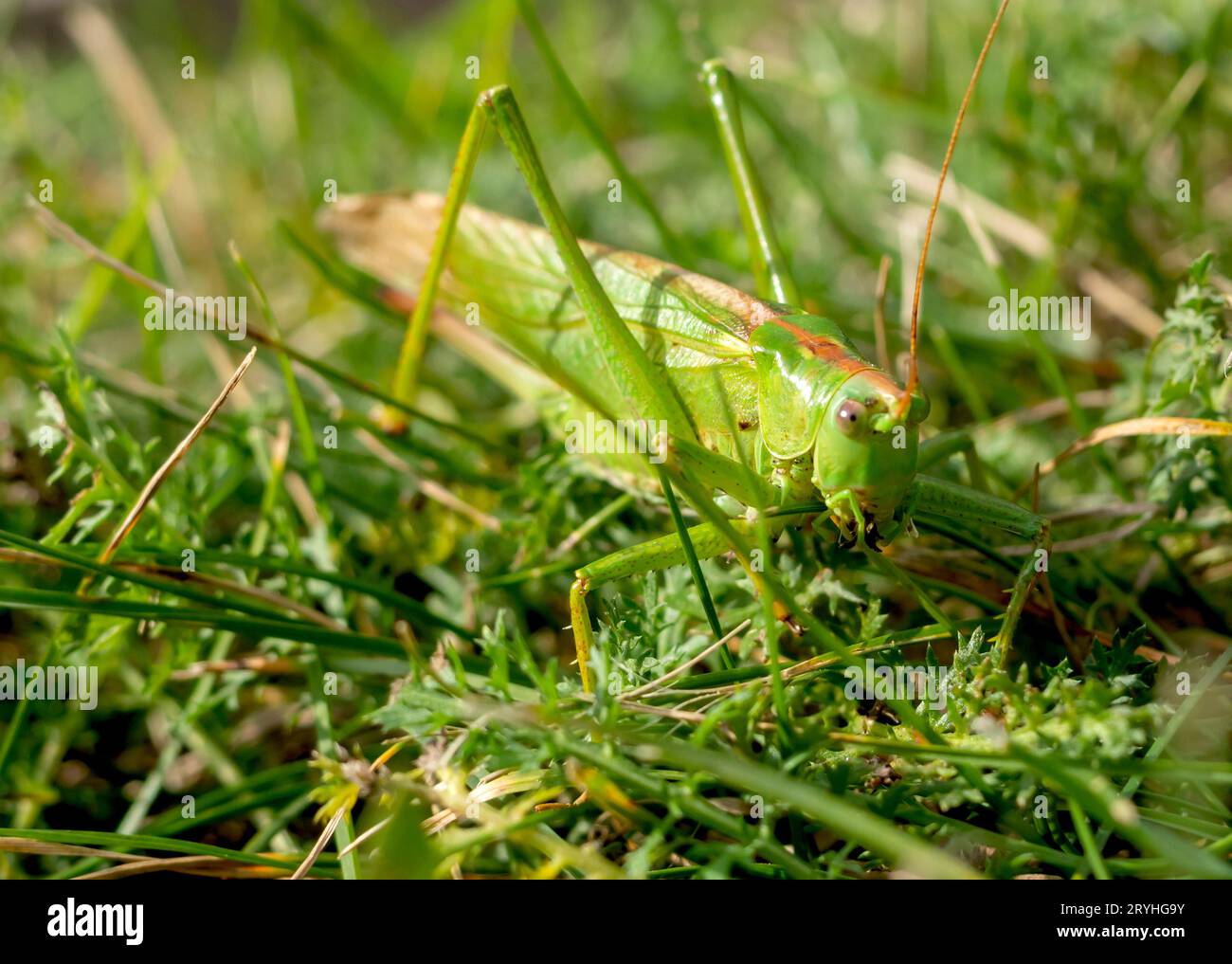 Grasshopper face hi-res stock photography and images - Alamy