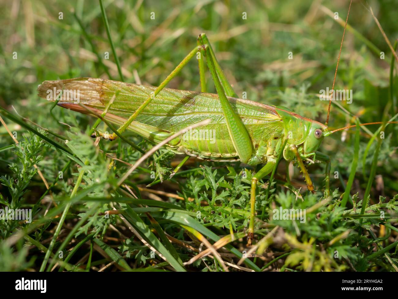 Insect grasshopper hidden on hi-res stock photography and images - Alamy
