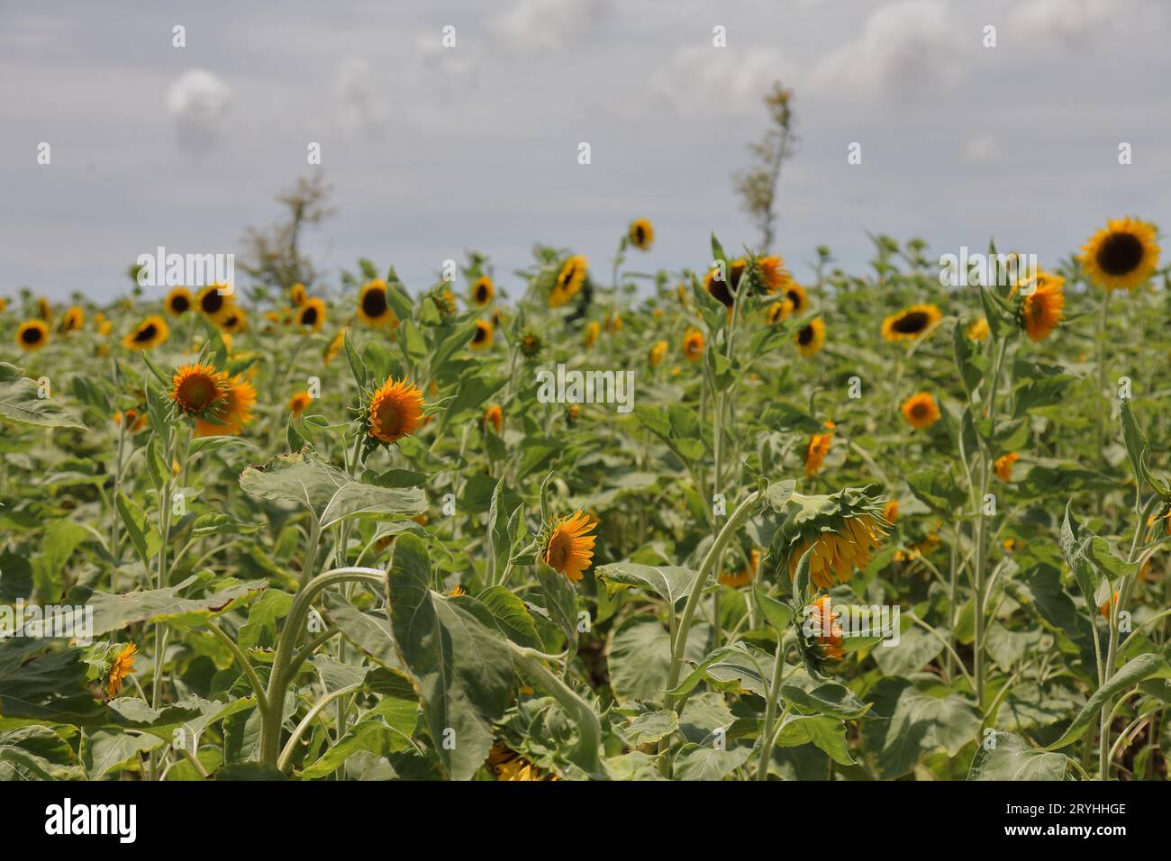 many sunflowers in a flower farm in a hot day Stock Photo - Alamy
