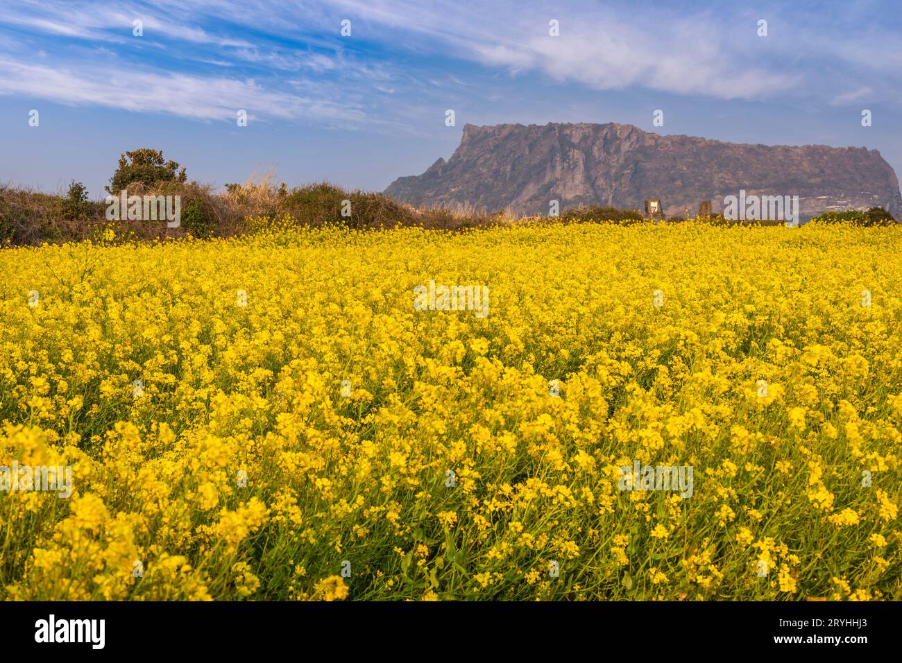 Jeju Islands South Korea, Canola field nature landscape at Jeju-do ...