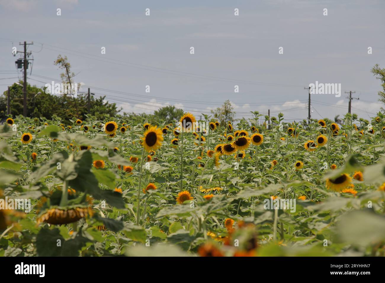 Ukraine sunflower farm hi-res stock photography and images - Alamy