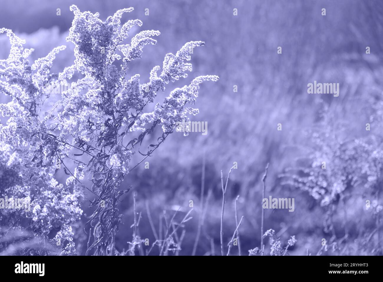 Very Peri Color of the year 2022. Dry sedge grass in the wind. Pastel ...