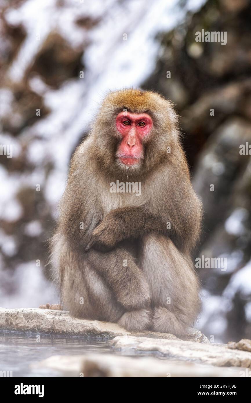 Jigokudani monkey park landscape hi-res stock photography and images ...
