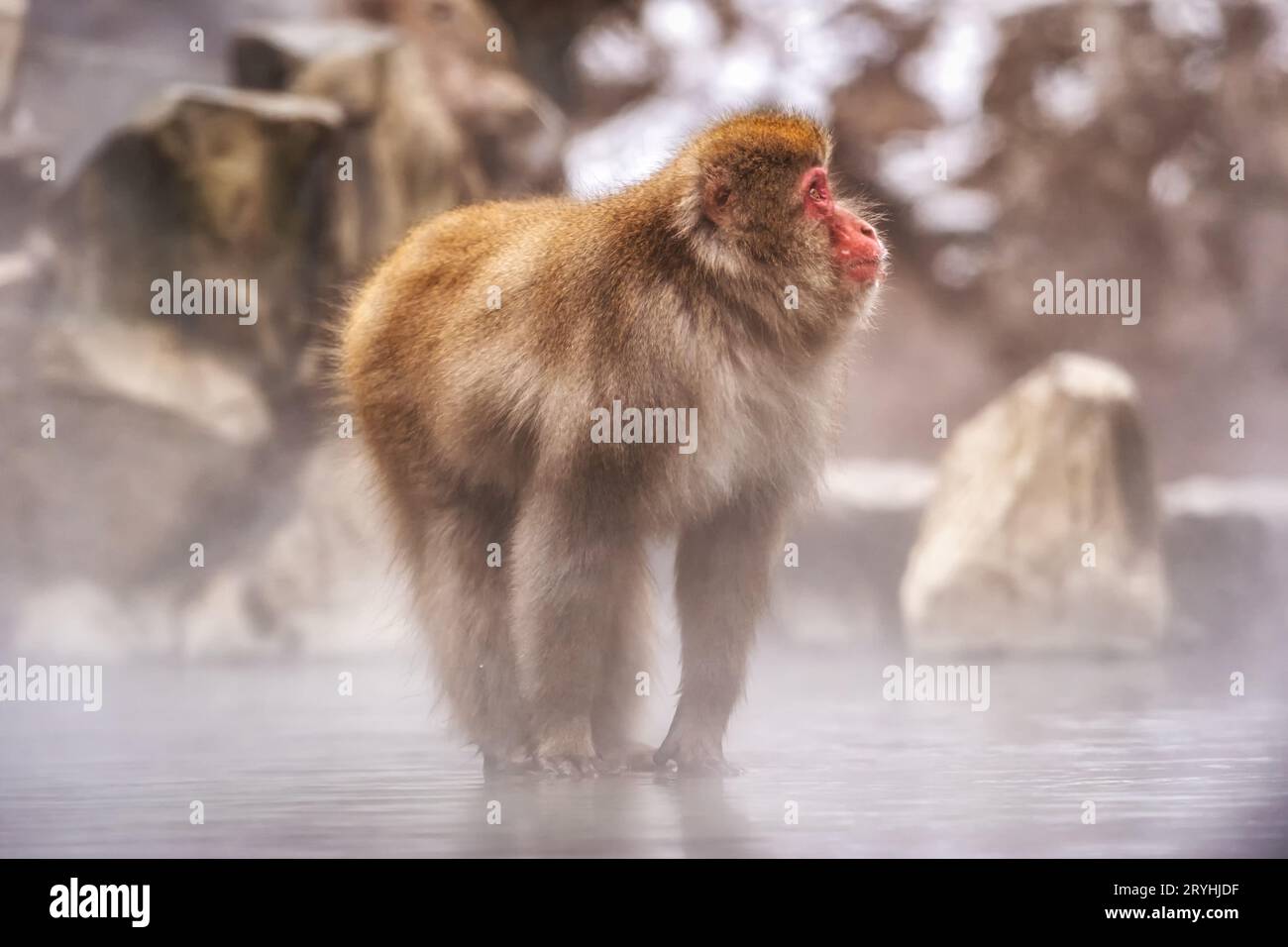 Snow monkey in Jigokudani monkey park Stock Photo - Alamy