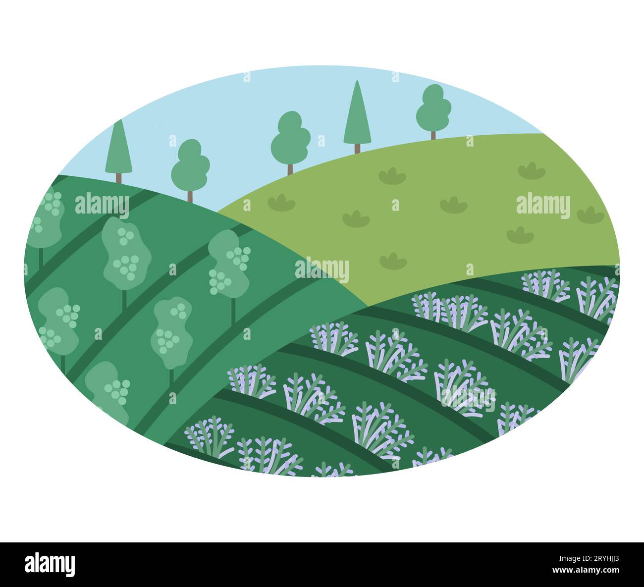 Vector French field landscape with wine yard and lavender field framed ...