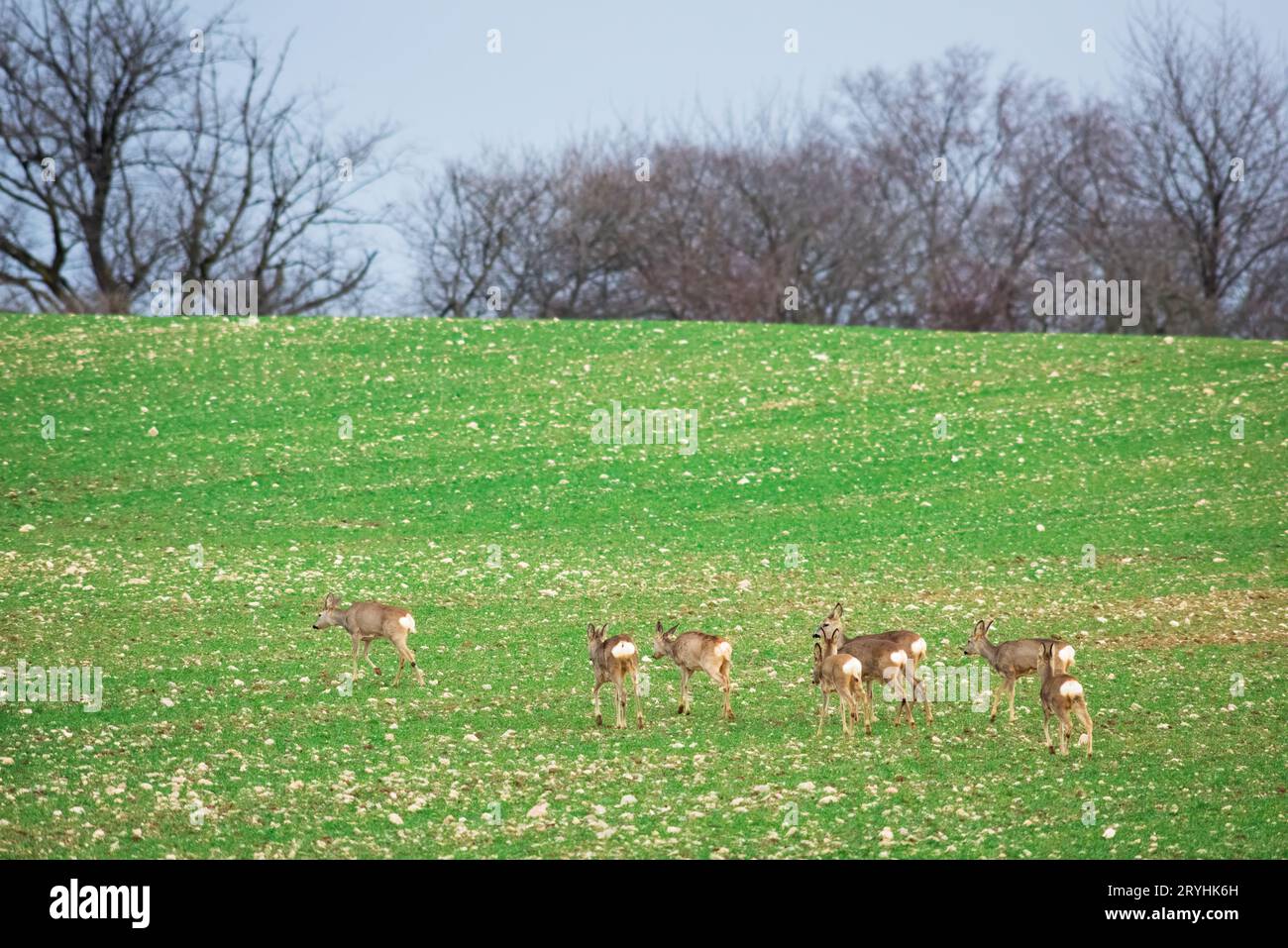 Roebuck capreolus capreolus and doe in a meadow hi-res stock ...