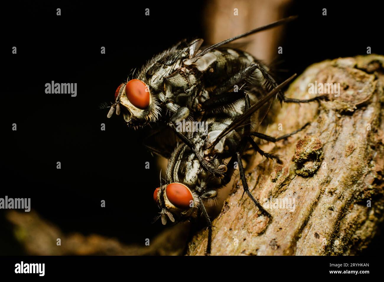 Flesh Flies on a reproduction process, mating on a dried branch Stock ...