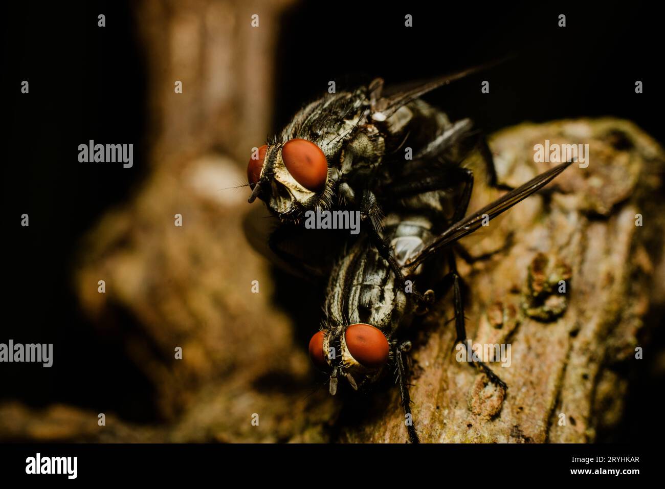 Diptera life cycle hi-res stock photography and images - Alamy