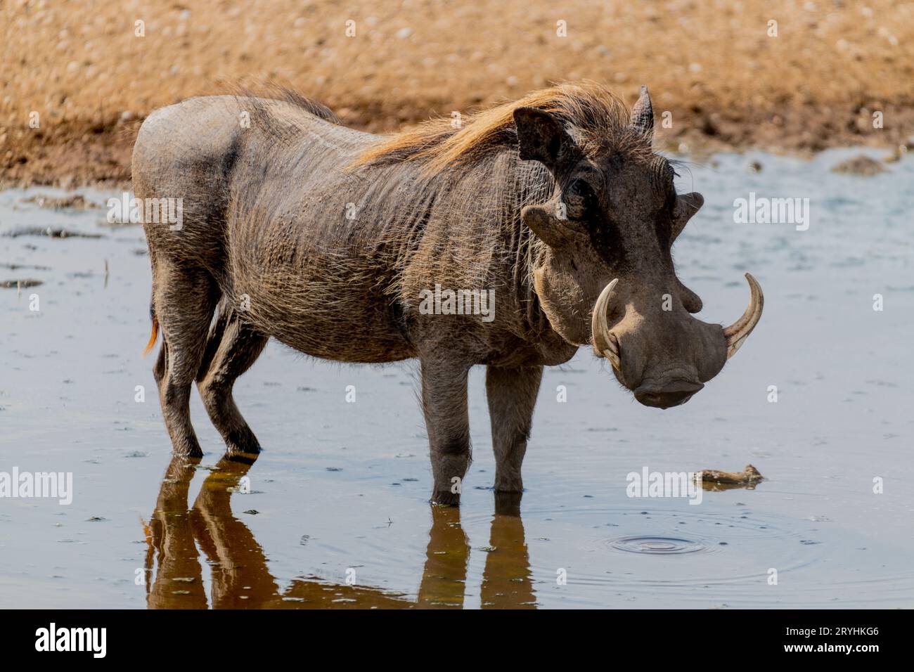 Pumba hi-res stock photography and images - Alamy