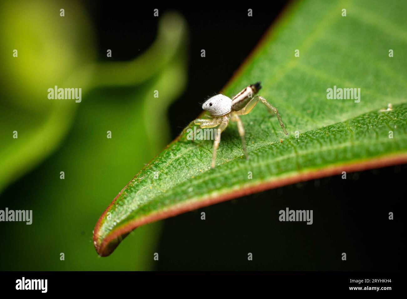 Bali wildlifes hi-res stock photography and images - Alamy