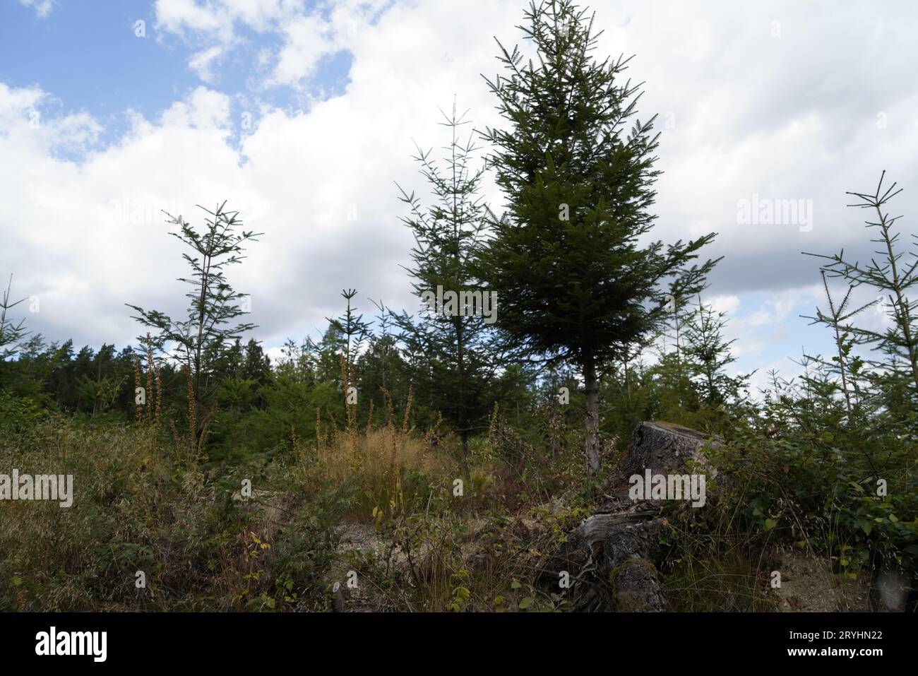 Forest dieback due to climate change, drought and storms and ...