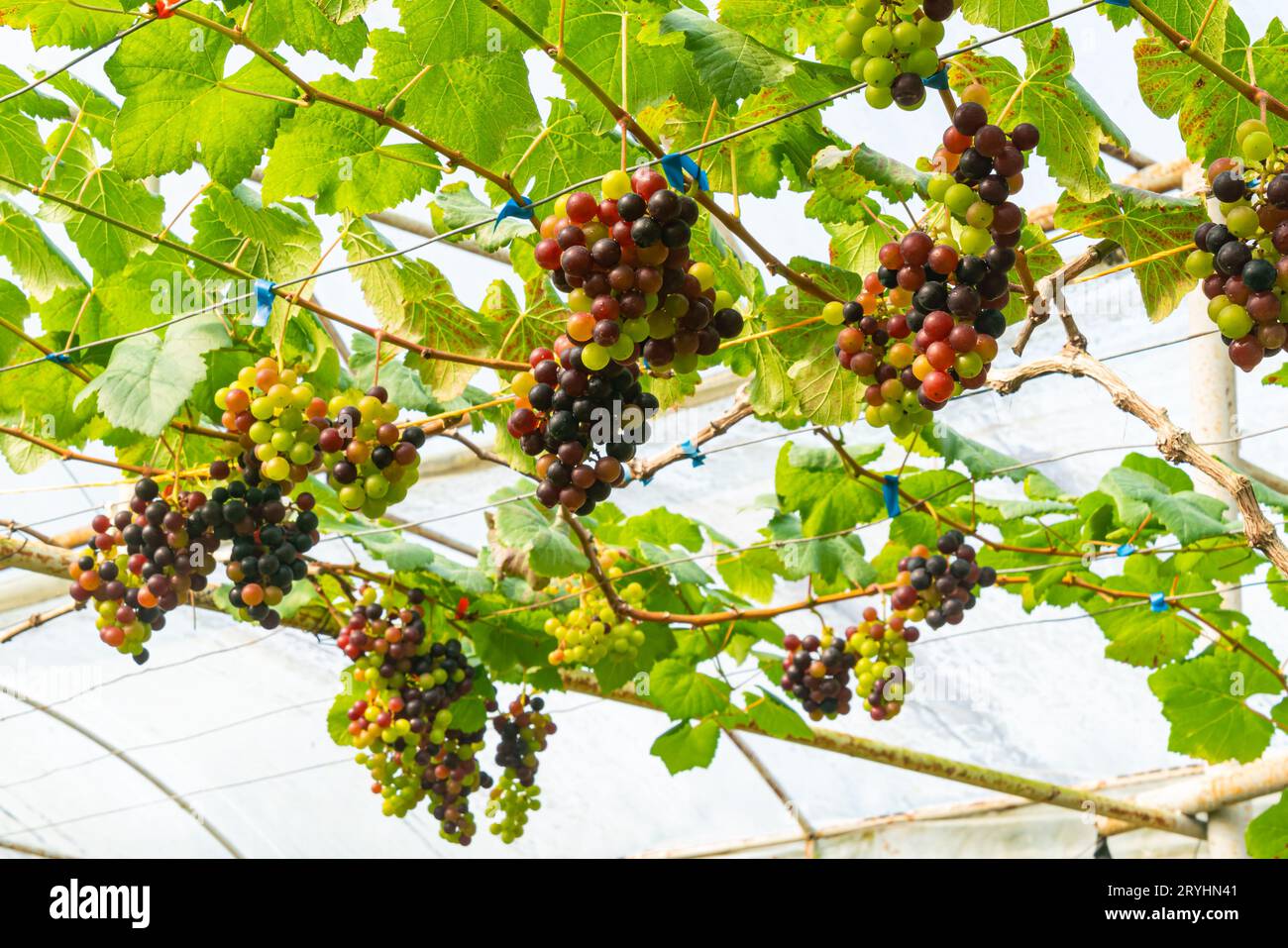 Low angle view bunches of growing colorful grapes with green leaves ...