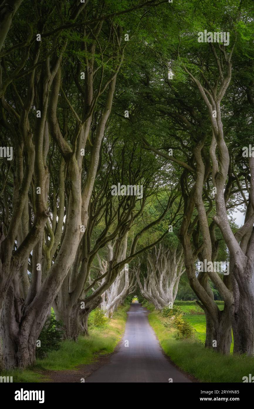 The Dark Hedges in County Antrim, Northern Ireland Stock Photo - Alamy