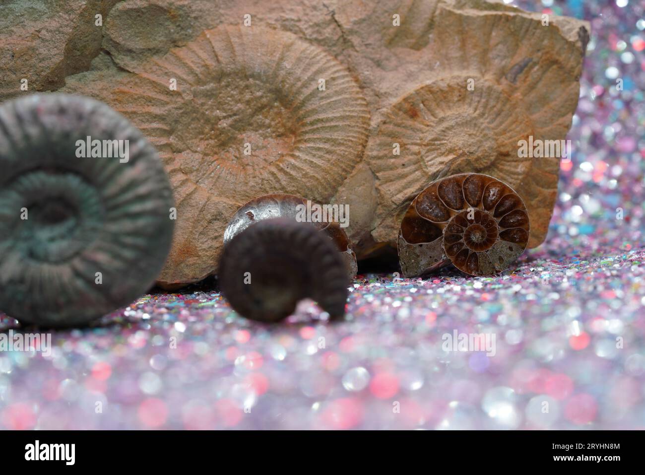 Ammonite is a fossil of a squid, photographed in close-up in the studio ...