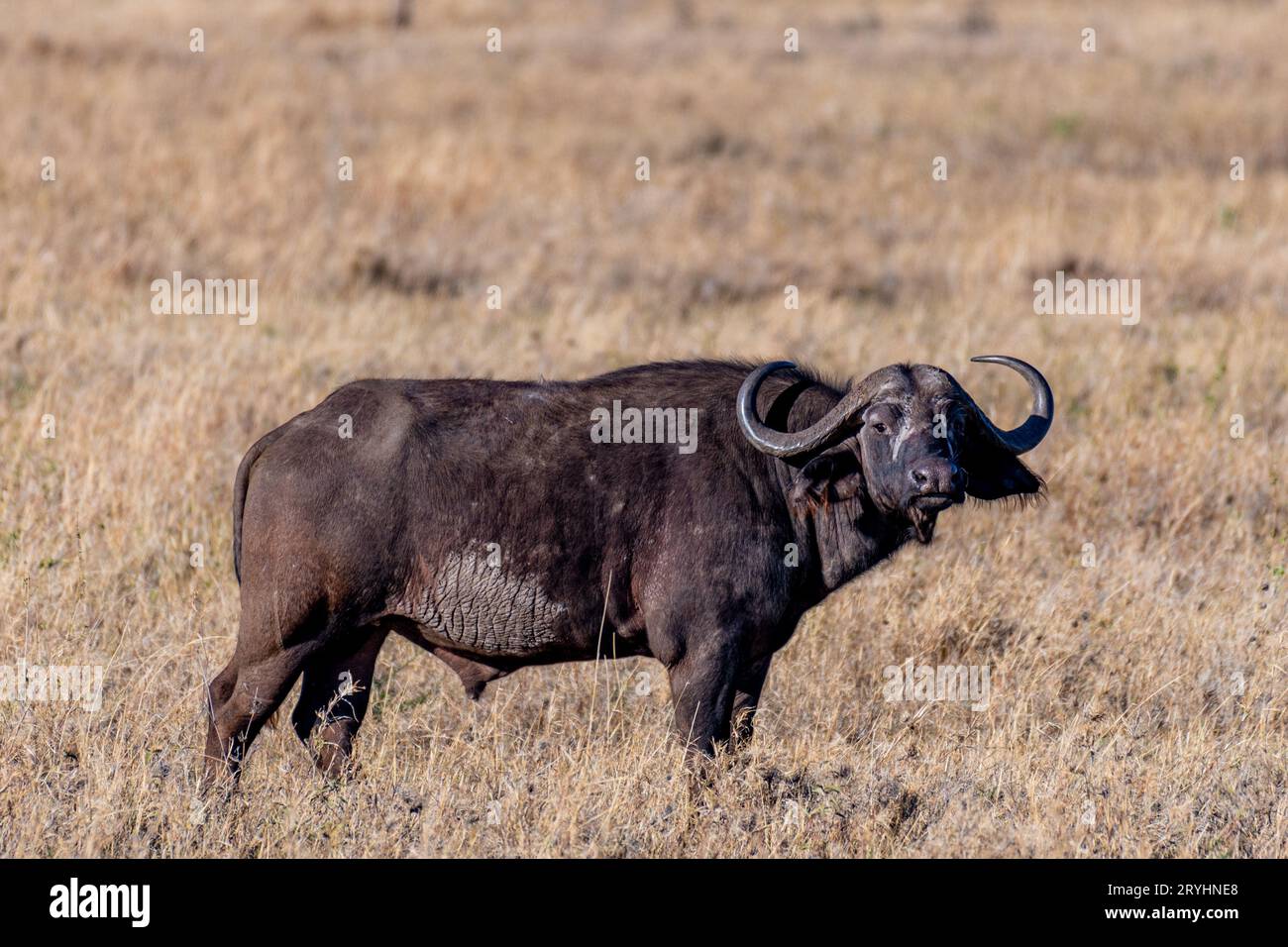Animal mouth open buffalo hi-res stock photography and images - Alamy