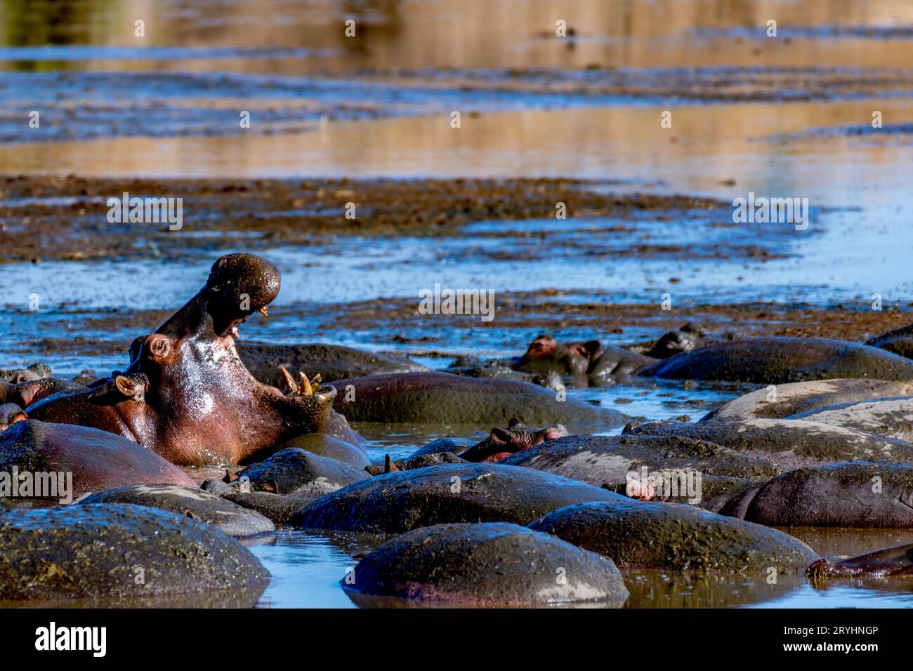 Hippo mud hi-res stock photography and images - Alamy