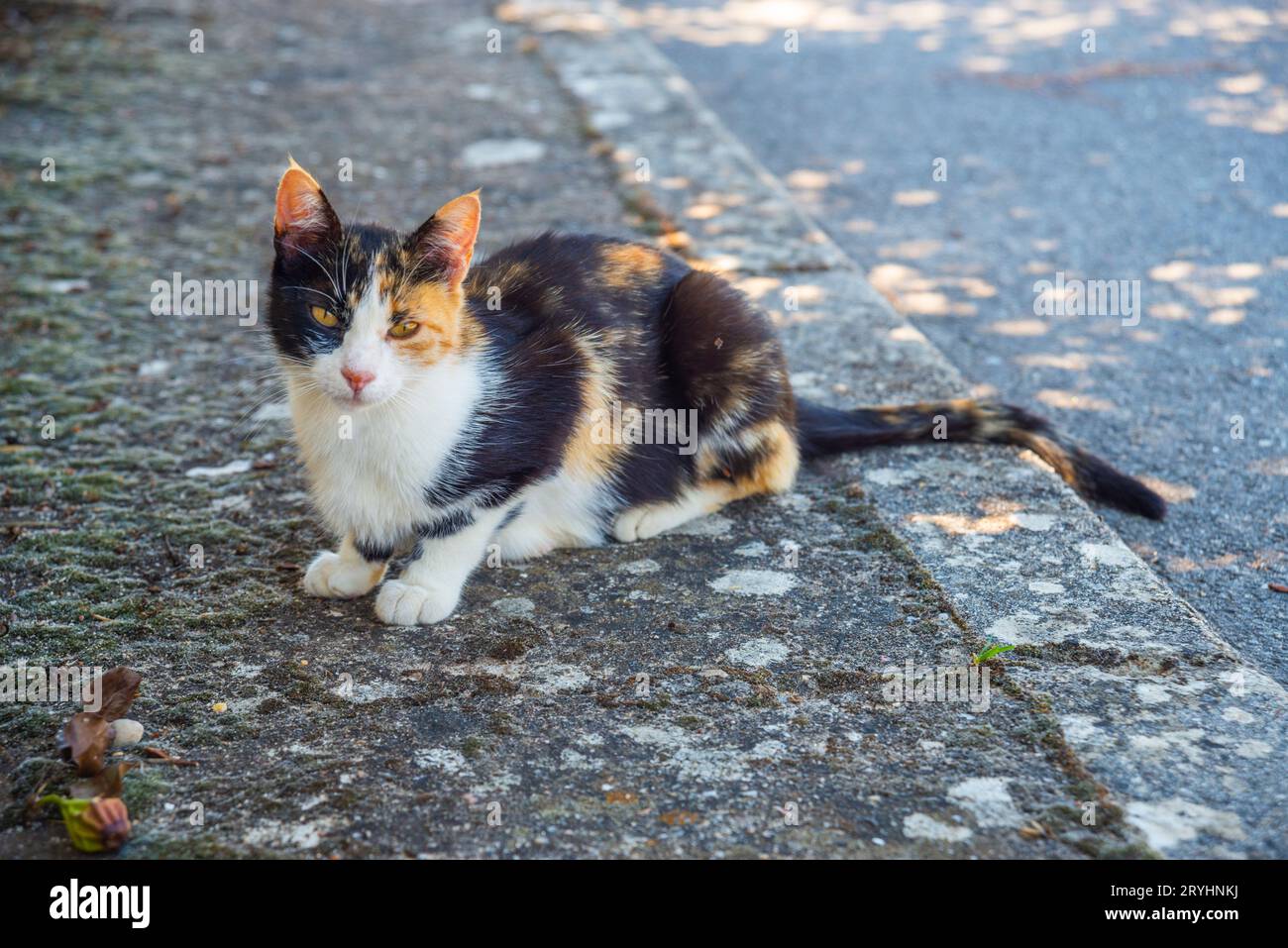 Gato calico hi-res stock photography and images - Alamy
