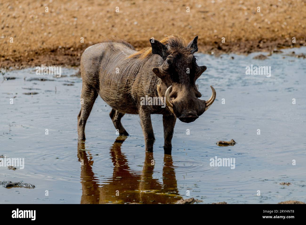Pumba hi-res stock photography and images - Alamy
