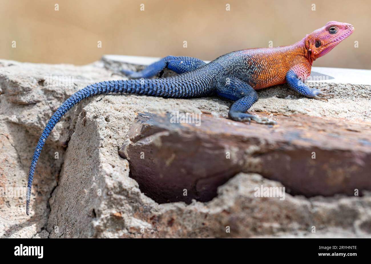 Lizard basking in the sun in serengeti national park Stock Photo - Alamy