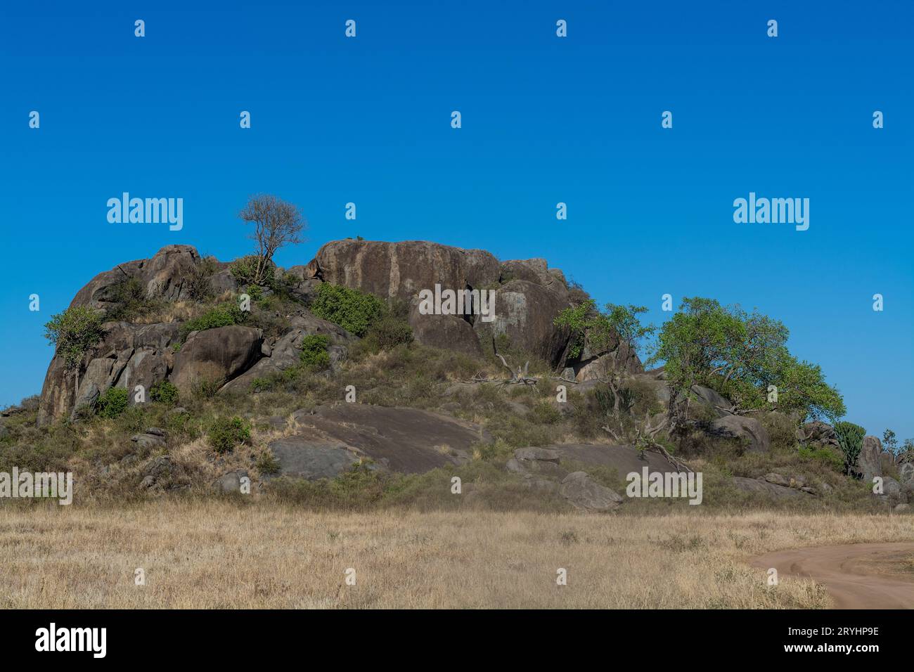 Savannah green background hi-res stock photography and images - Alamy