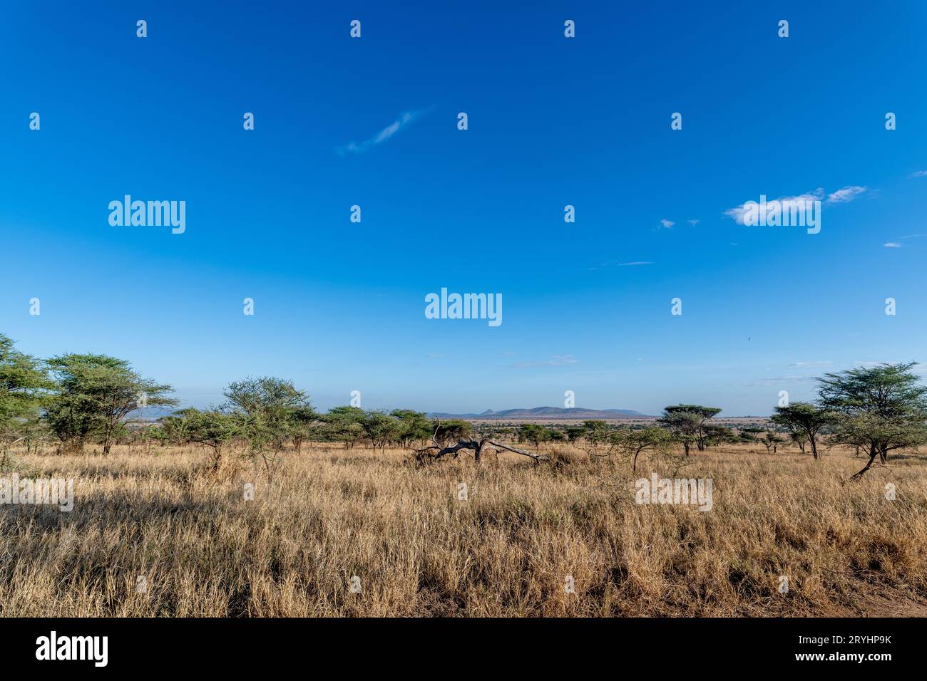 Savannah green background hi-res stock photography and images - Alamy