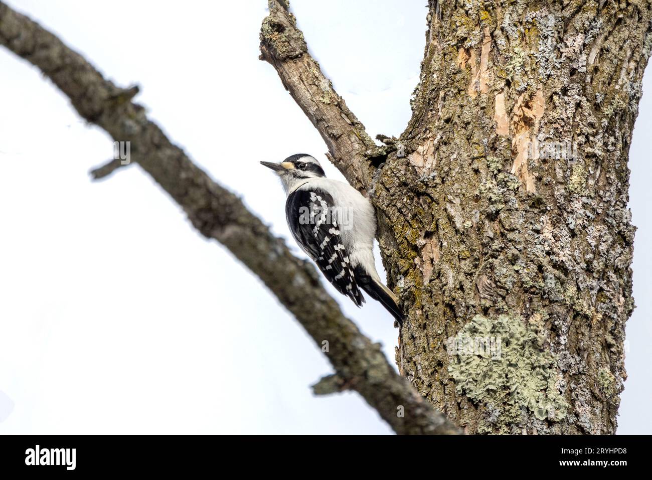 The hairy woodpecker (Leuconotopicus villosus Stock Photo - Alamy