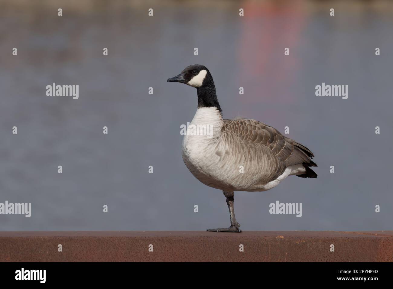 Canada goose on river hi-res stock photography and images - Alamy
