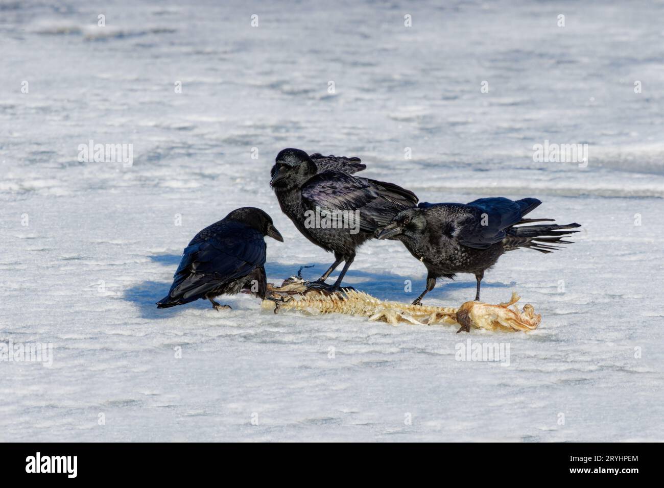 Crows eating hi-res stock photography and images - Alamy