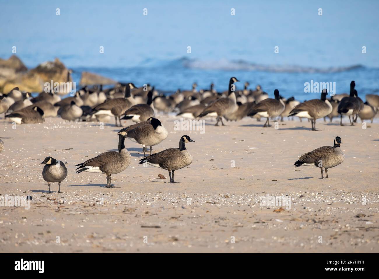 Canada geese migrating hi-res stock photography and images - Alamy