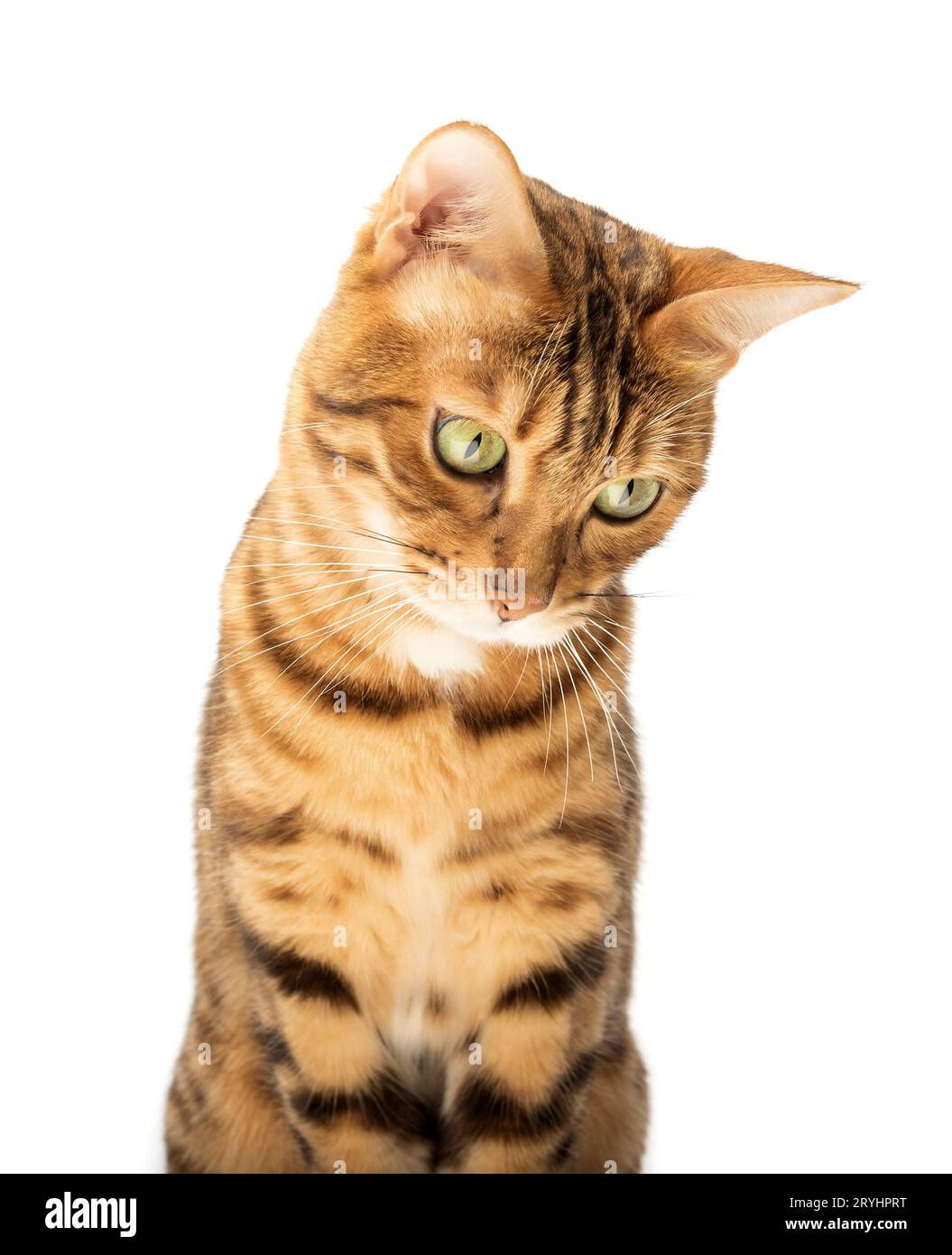 Studio shooting of Bengal cats, white background Stock Photo - Alamy