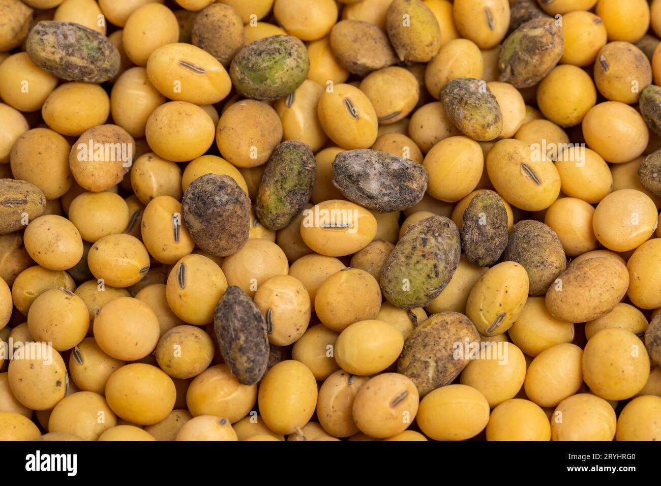 Soybean seed with mold and green butterbean problem. Grain inspection ...