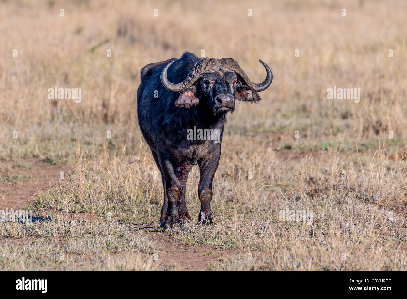 Animal mouth open buffalo hi-res stock photography and images - Alamy