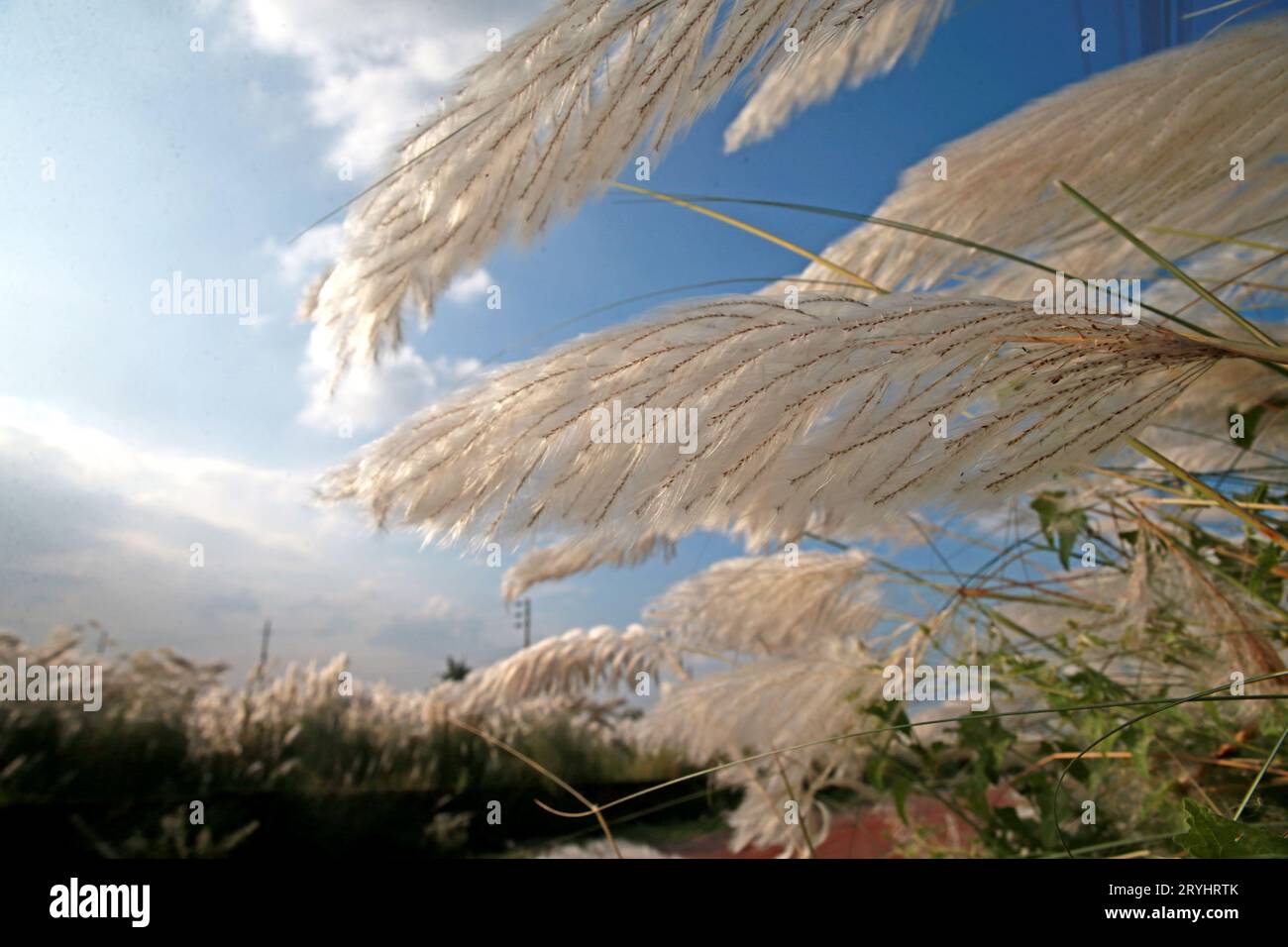 When “sharat” starts in the month of Ashwin, it’s almost like the ...