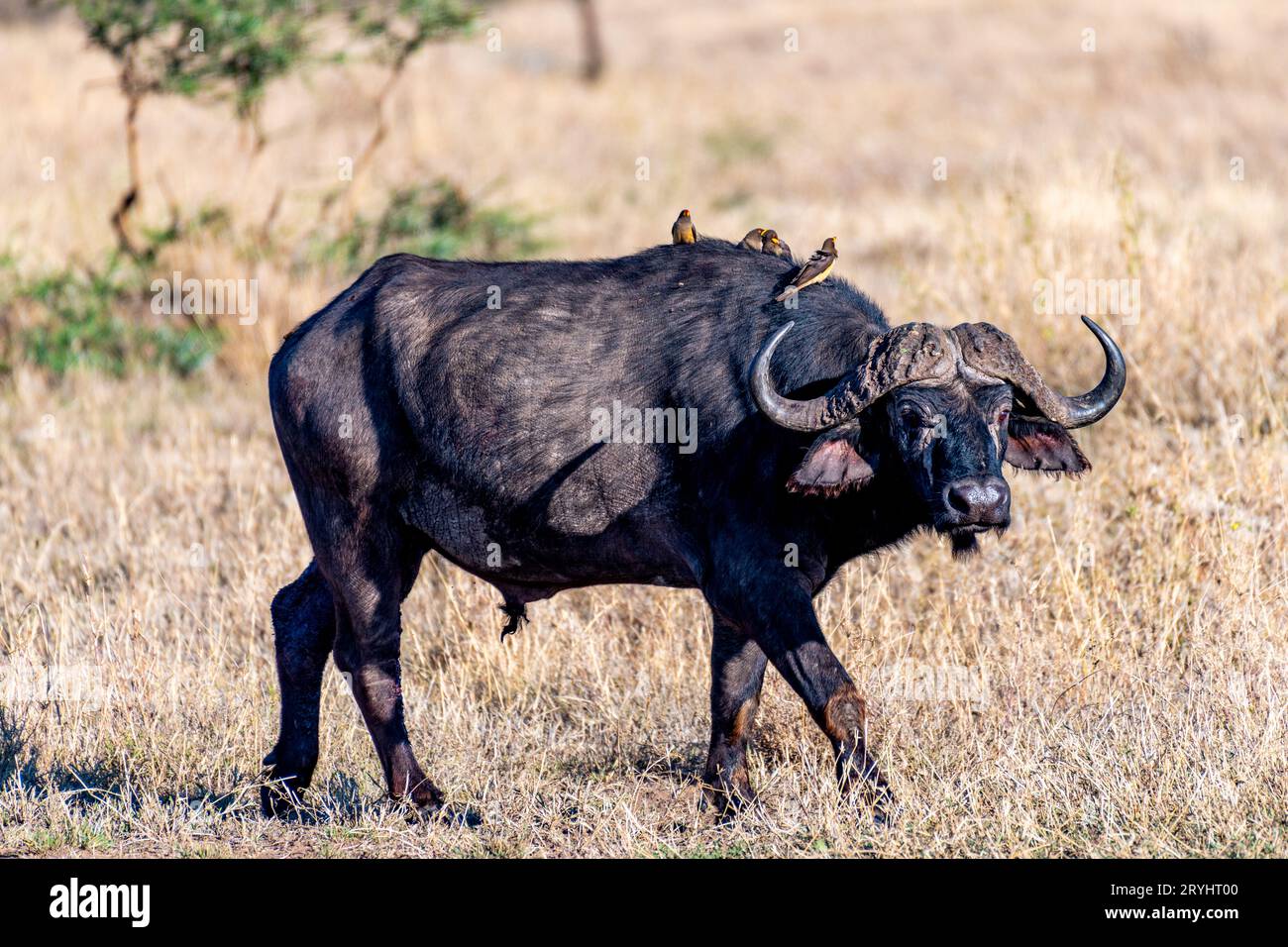 Buffalo in open grass hi-res stock photography and images - Alamy