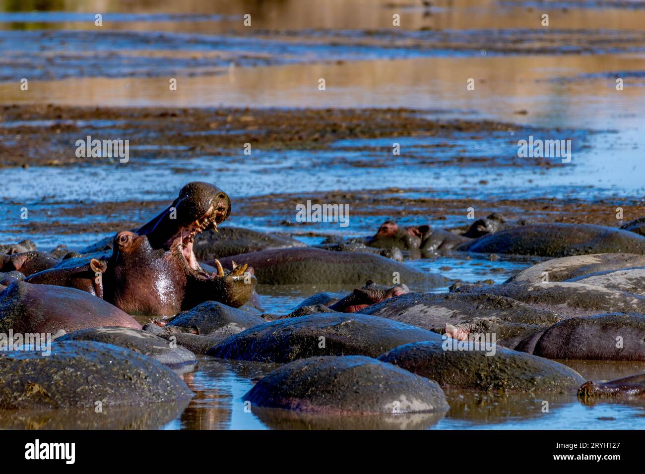Wild hippo in Serengeti national park Stock Photo - Alamy