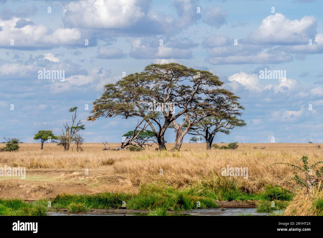 Savannah green background hi-res stock photography and images - Alamy