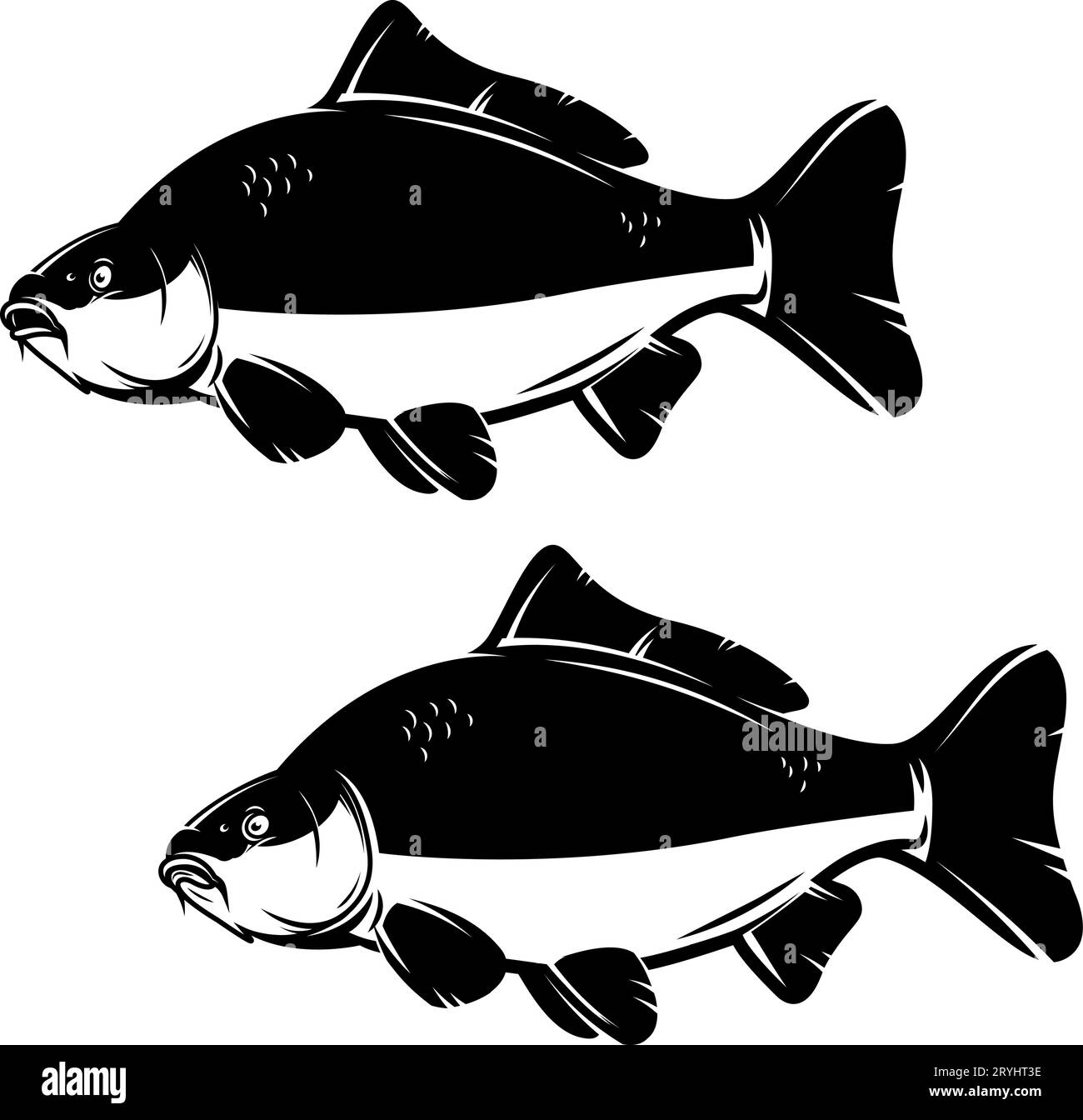 Illustration of carp fish in monochrome style. Carp fish isolated on ...