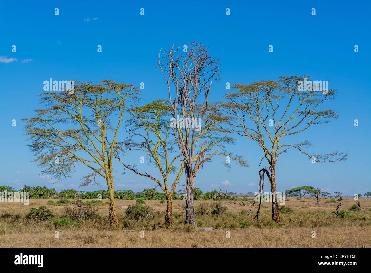 African savannah grassland hi-res stock photography and images - Alamy