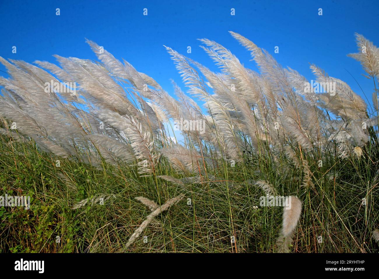 When “sharat” starts in the month of Ashwin, it’s almost like the ...