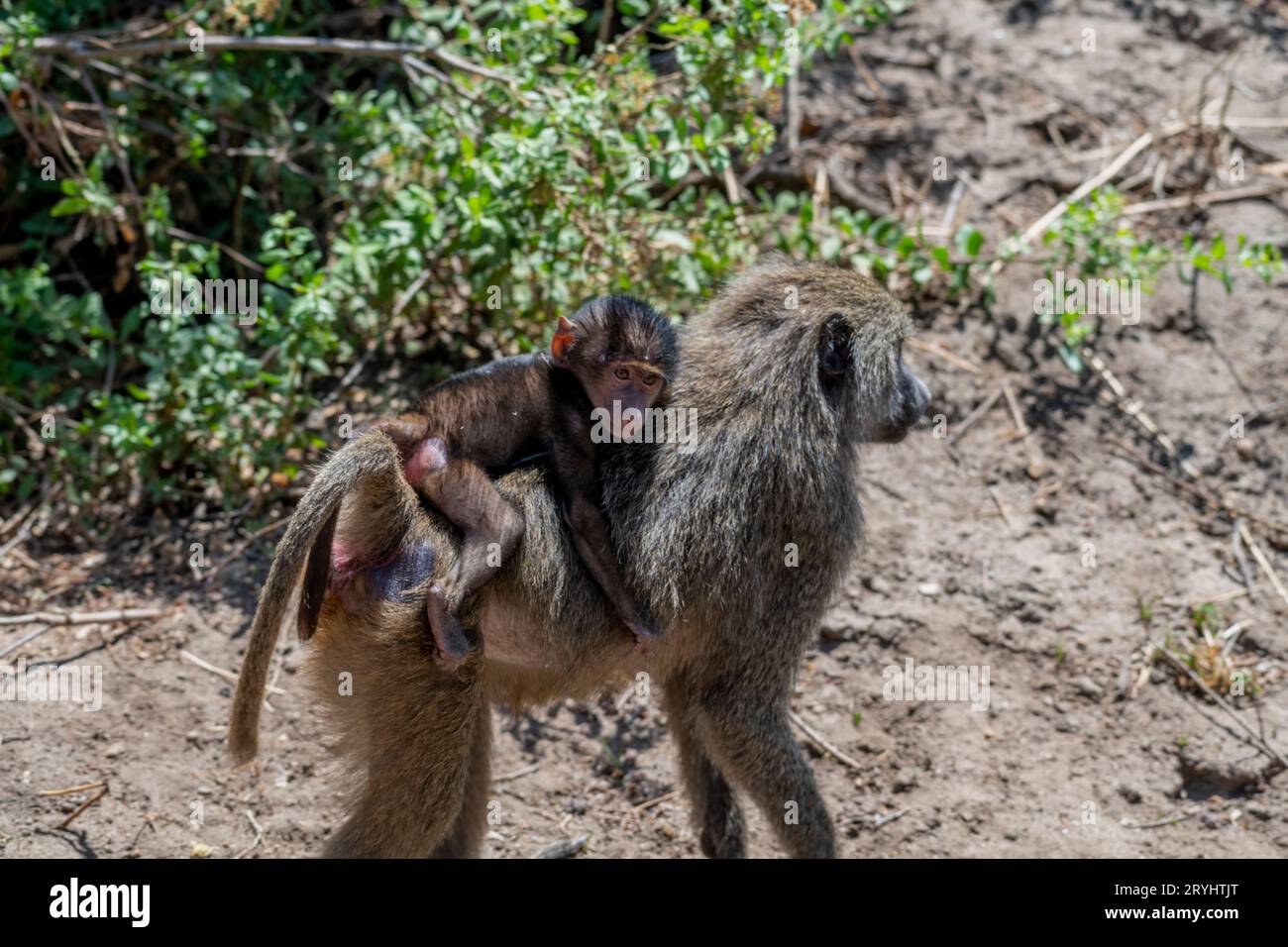Wild monkeys in the African savannah Stock Photo - Alamy